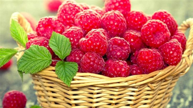 6 فوائد للتوت لا تعرفيها.. ننصحك بتناوله